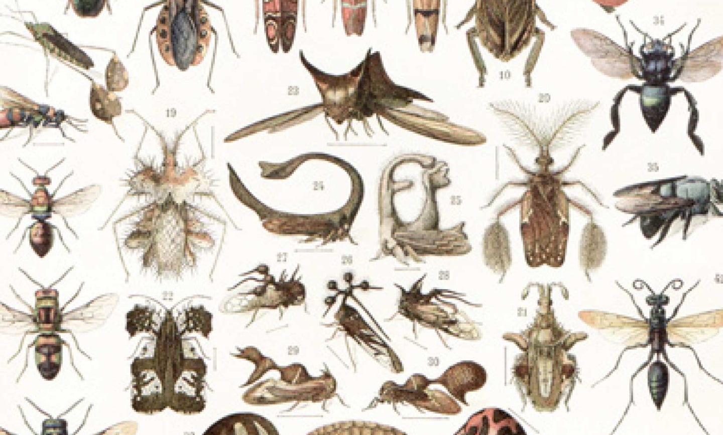 Keeper – Thomas Surfboards America